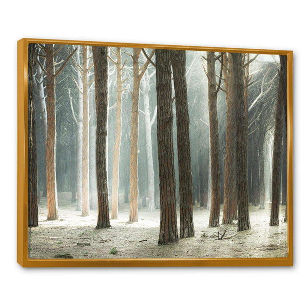 Maritime Pine Tree Forest with Rays – Designart | Wall Art, Mirrors ...